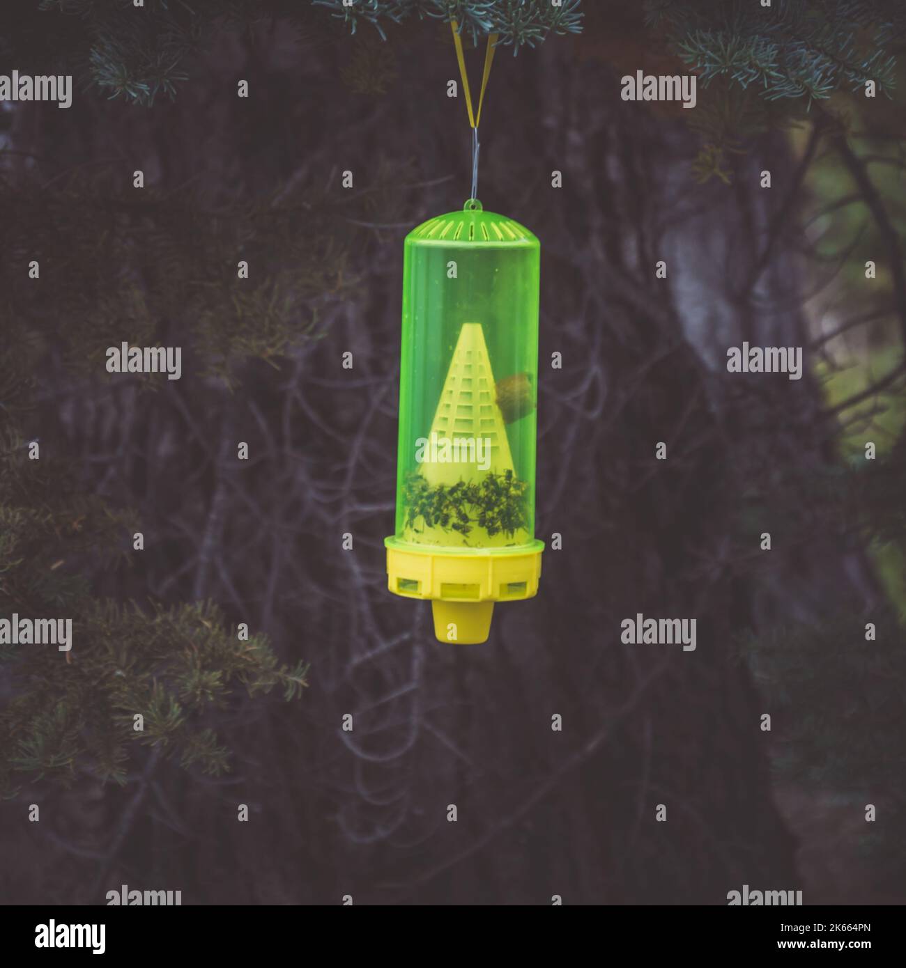 Glass insect trap hi-res stock photography and images - Alamy