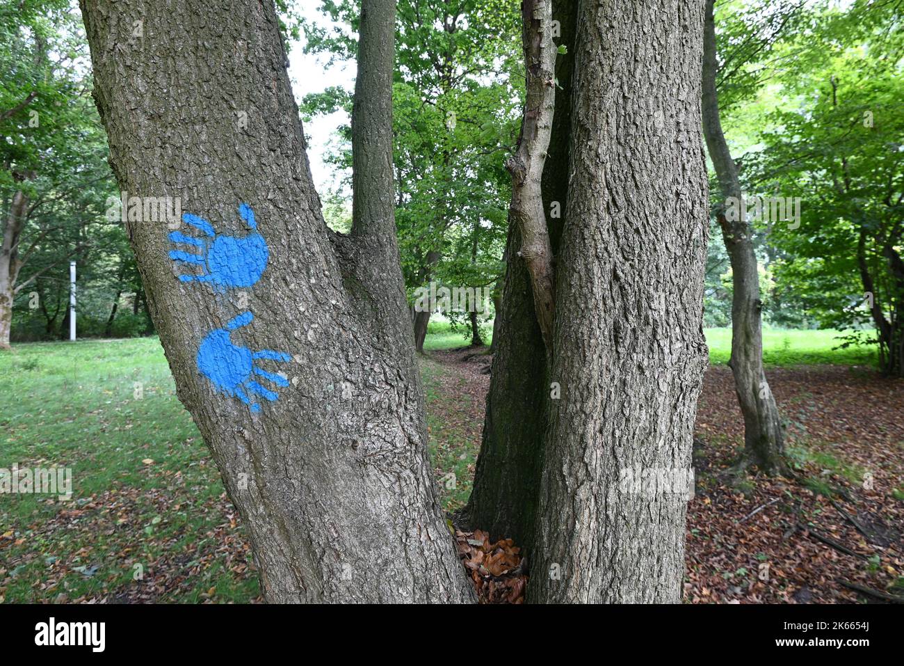 Blue handprint sign painted on the tree in the forest Stock Photo - Alamy