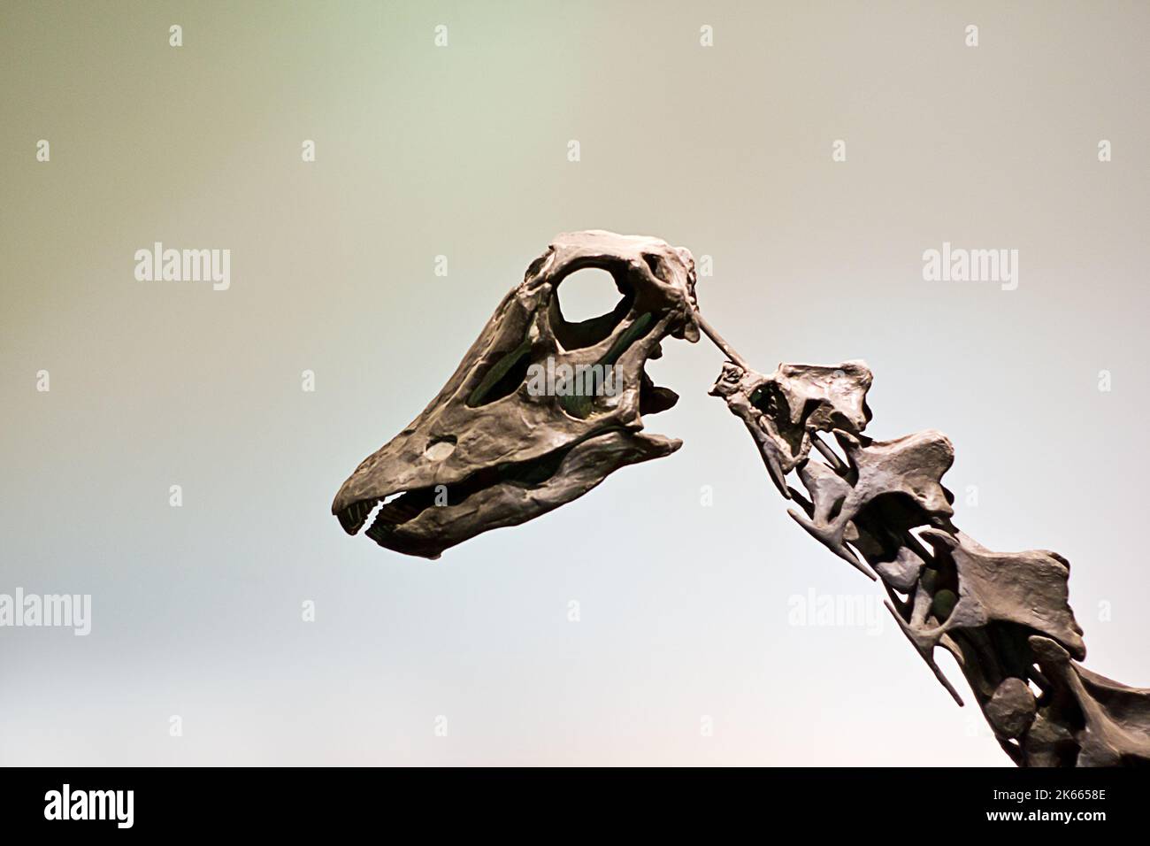 Big dinosaur skeleton hi-res stock photography and images - Alamy