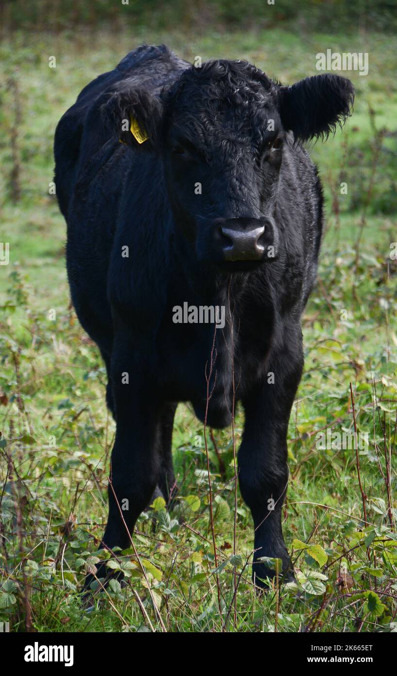 A Cow In A Meadow At Hamble Common Stock Photo - Alamy