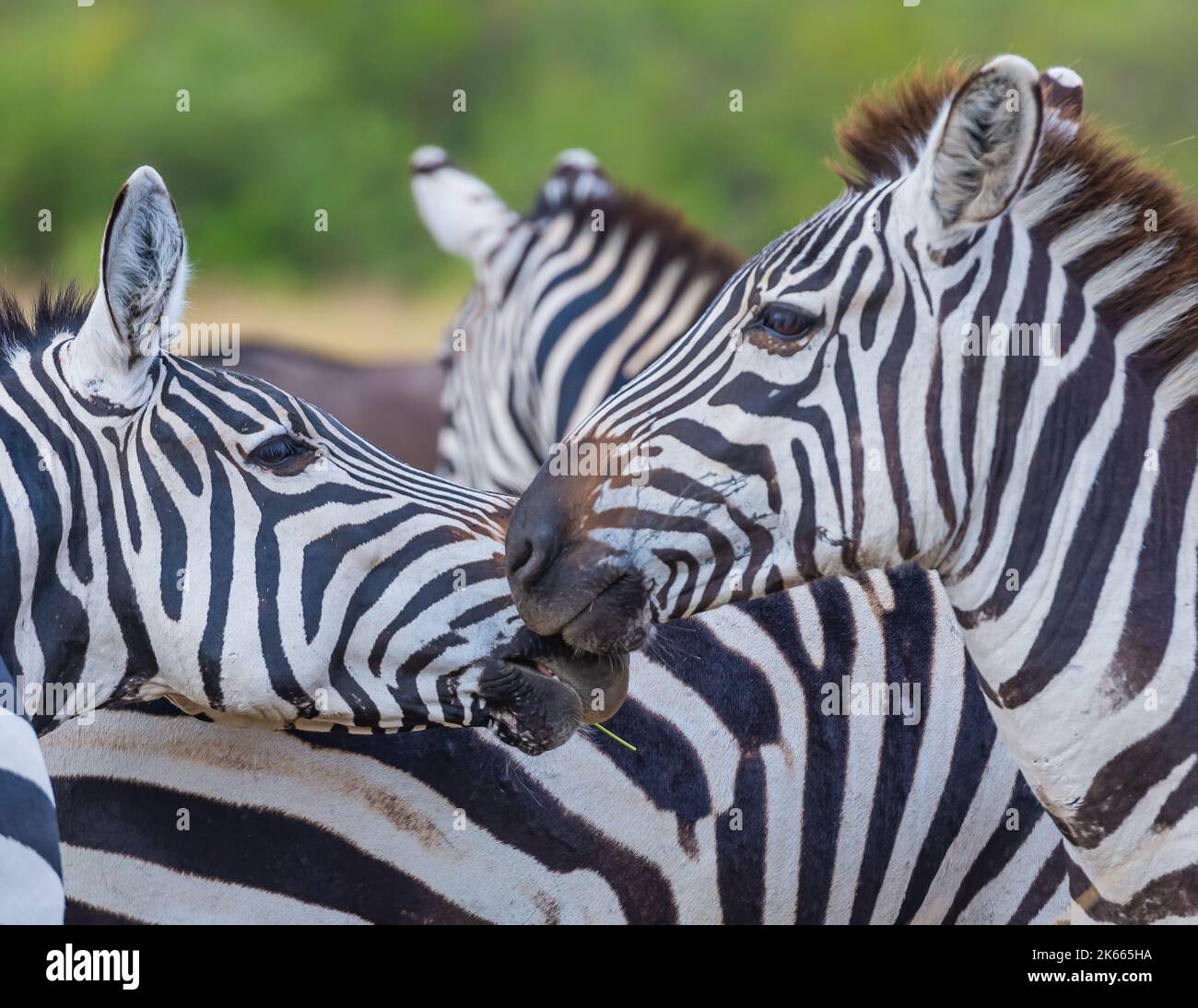 Two Zebras Kissing Stock Photo - Alamy
