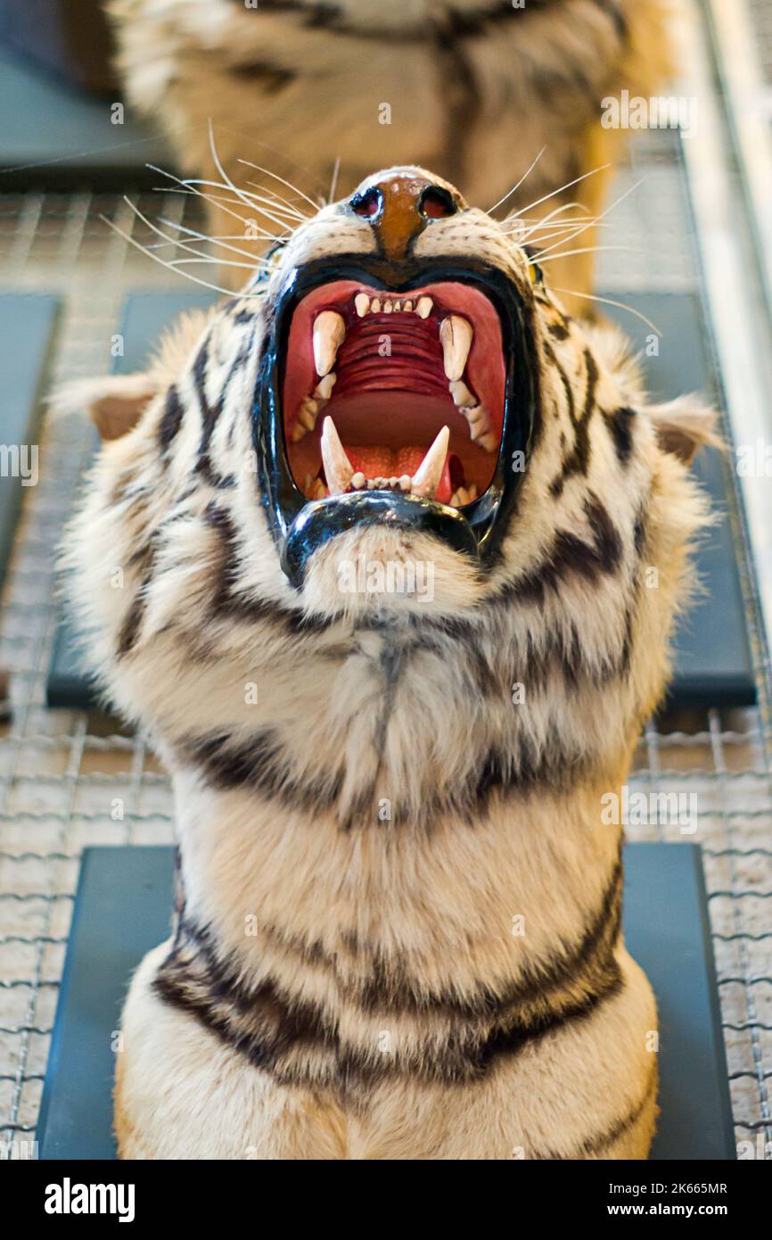 Angry head illustration hi-res stock photography and images - Alamy