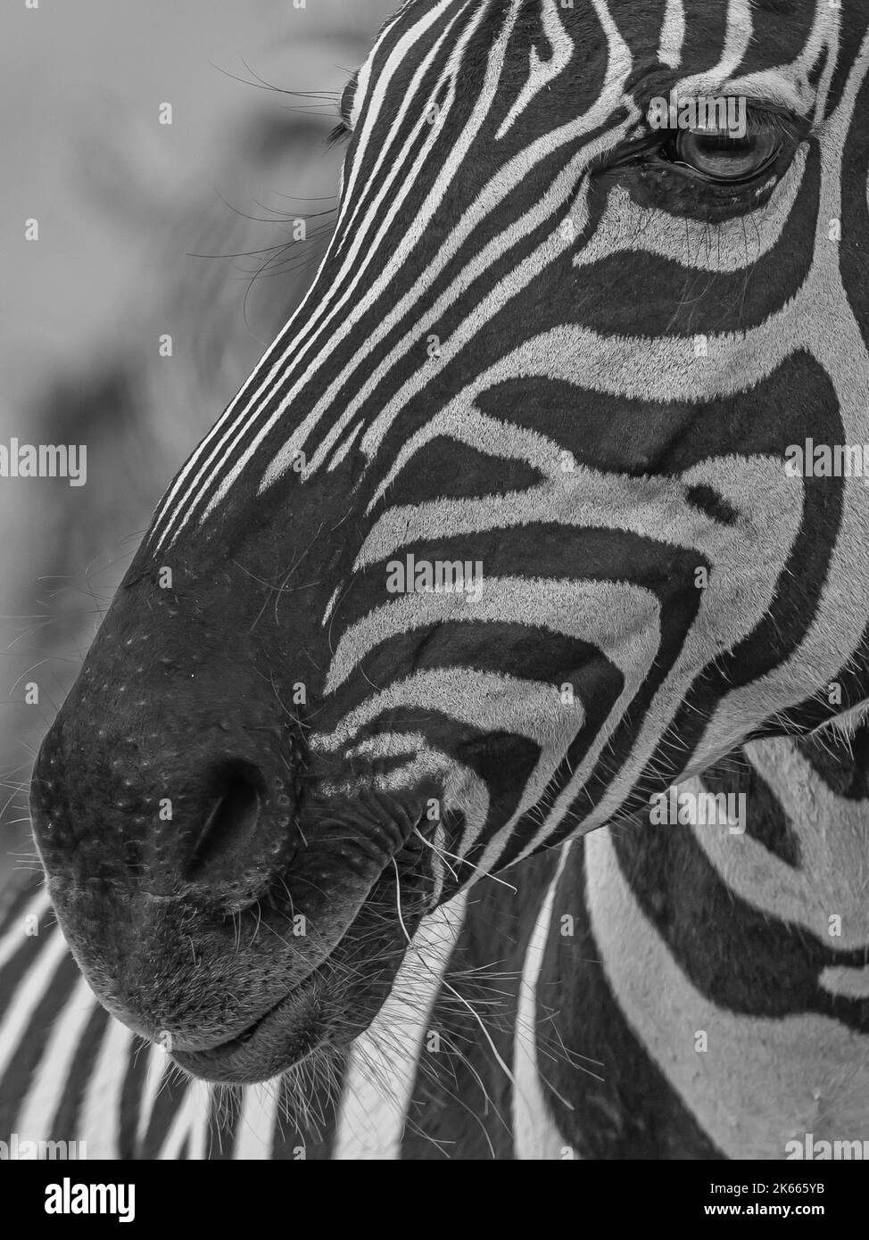 Animal headshots hi-res stock photography and images - Alamy