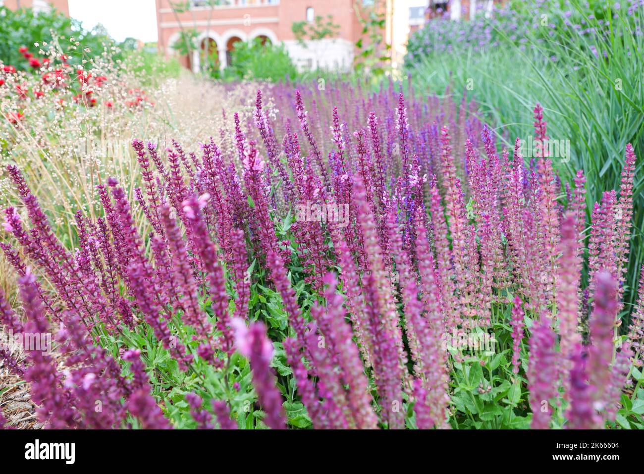 flowers of Lavandula, a genus of 47 known species of flowering plants ...