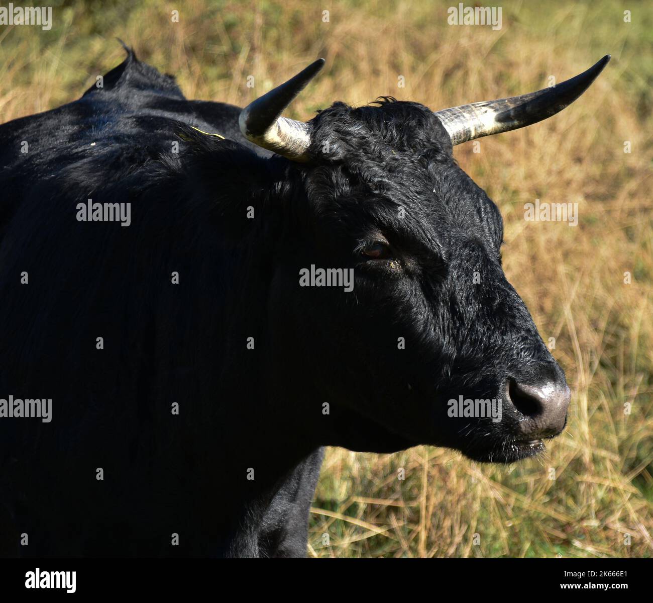 A Bull In A Meadow At Hamble Common Stock Photo - Alamy