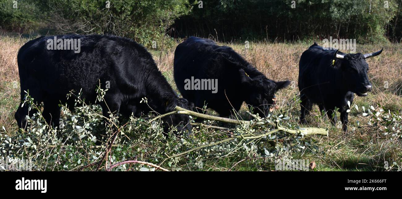 A Bull And Two Cows In A Meadow At Hamble Common Stock Photo - Alamy