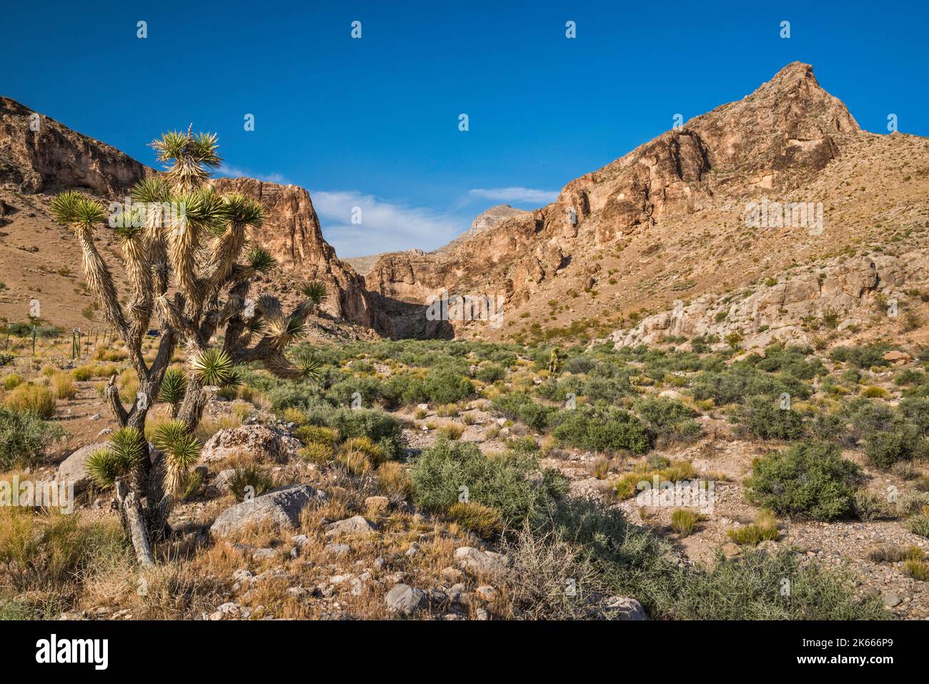 Joshua trees near canyon leading to Joshua Tree Natural Area, Bulldog ...