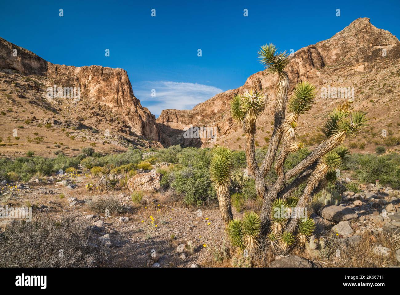 American desert tree hi-res stock photography and images - Alamy