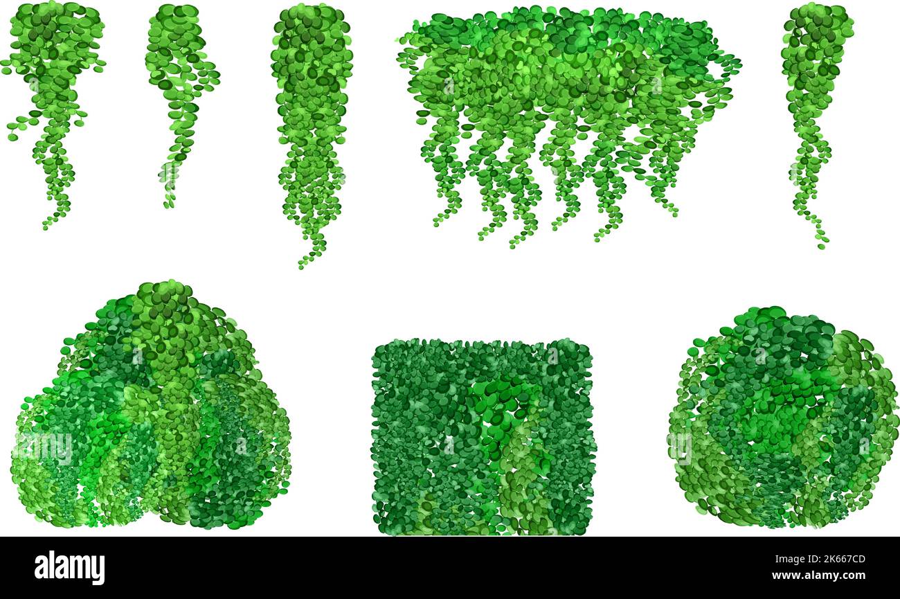 Realistic garden shrub, seasonal bush, boxwood, tree crown bush foliage ...