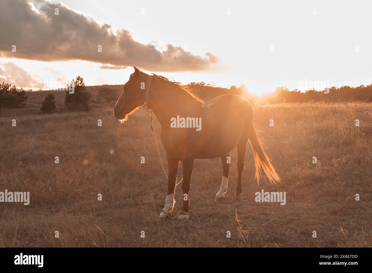 Woman in red dress riding horse hi-res stock photography and images - Alamy