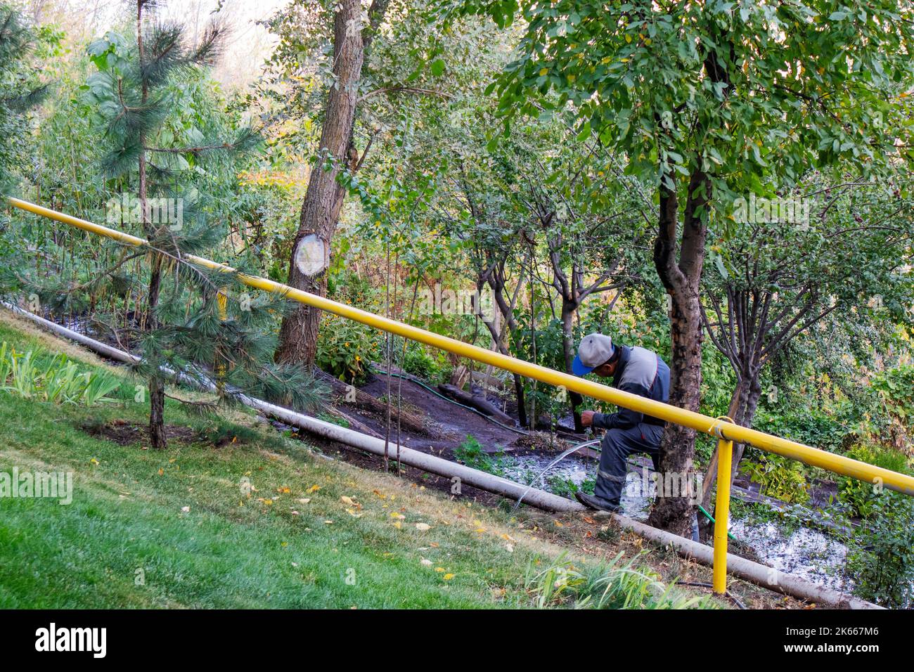watering plants by a garden worker with a hose Stock Photo - Alamy