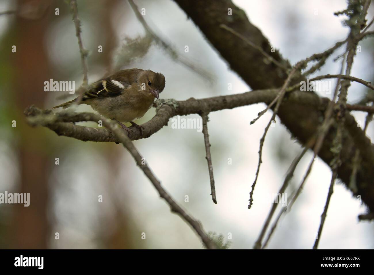 Chaffinch young on a branch in the forest. Brown, gray, green plumage ...