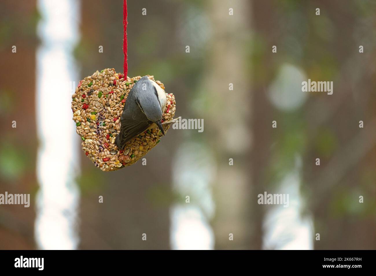 Fauna plumage hi-res stock photography and images - Alamy