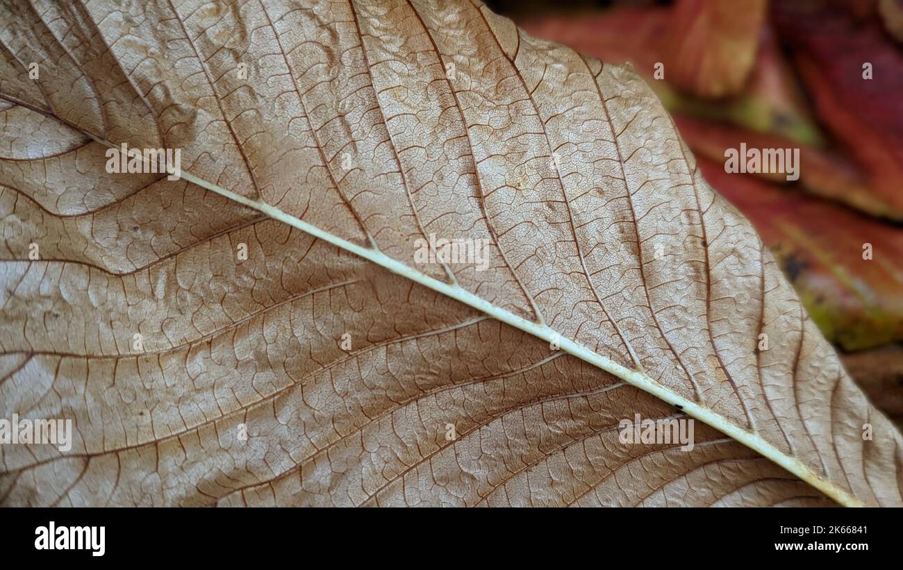 Golden autumn leaves Stock Photo - Alamy