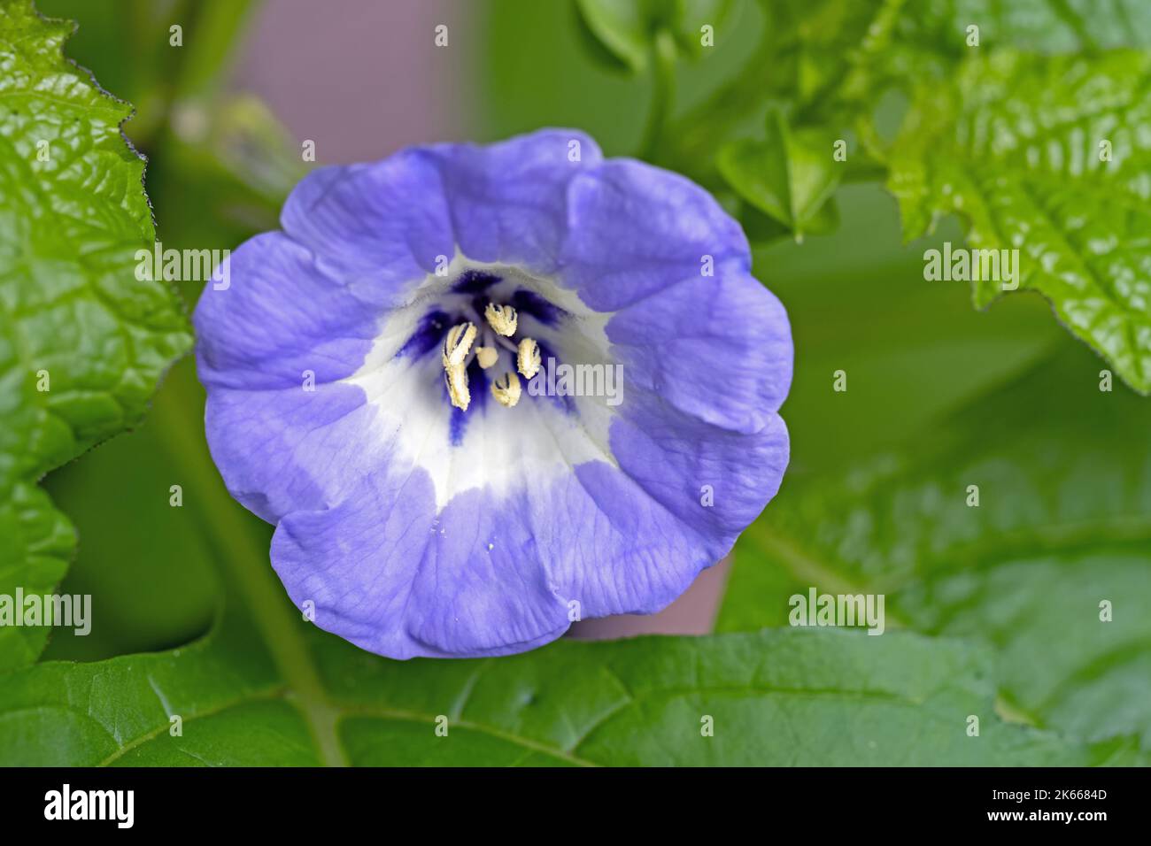 Close-up of blue flower of shoo-fly plant, Nicandra physalodes Stock ...