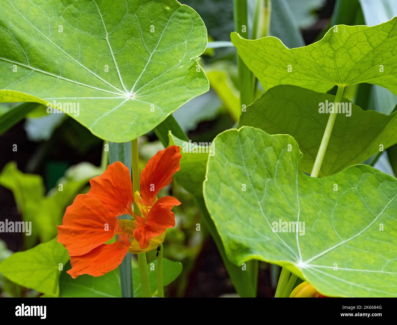 Close-up of orange flower and several leaves of Great Nasturtium ...