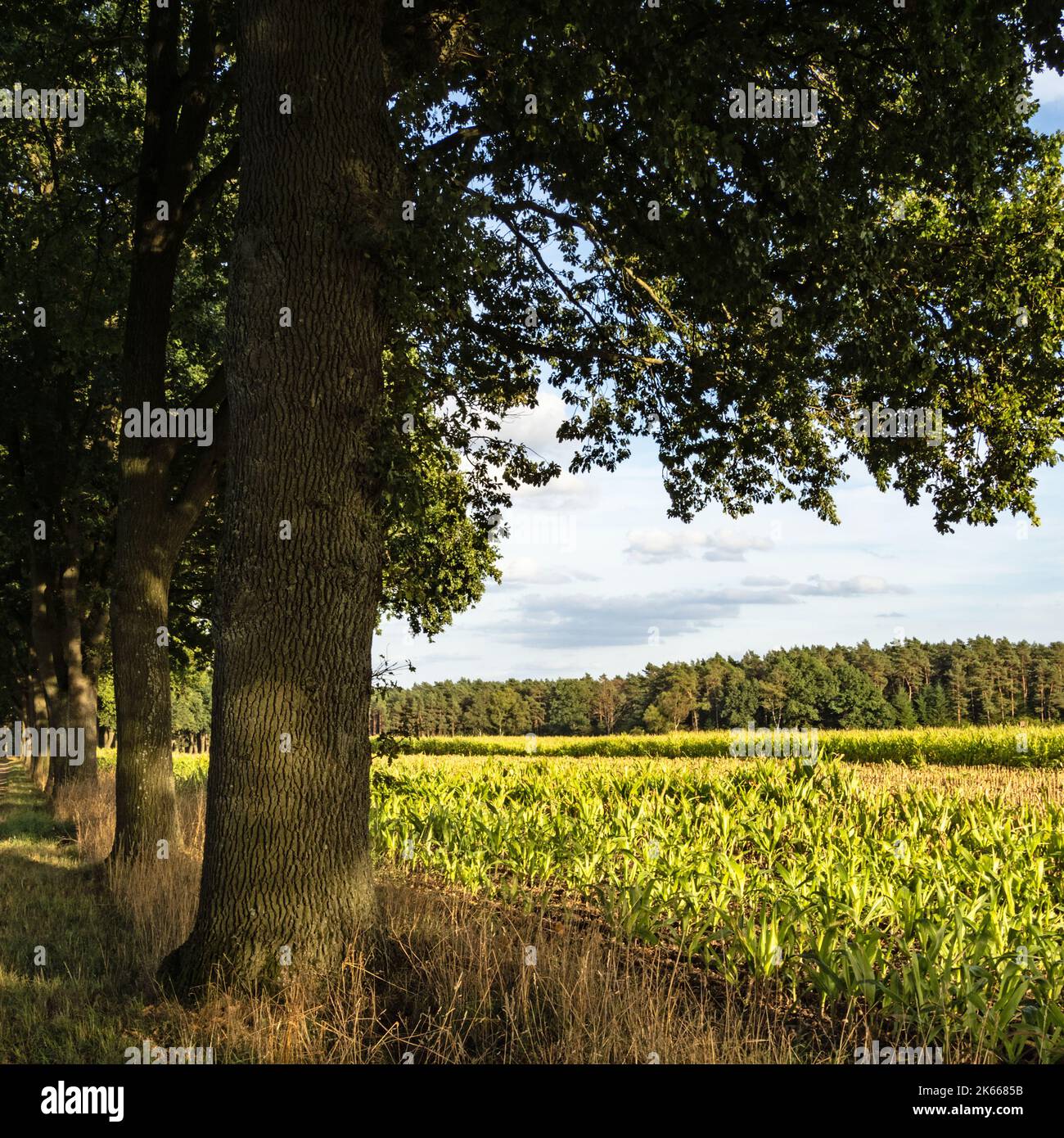 An oak avenue forms the end of a cornfield at the edge of a forest in ...