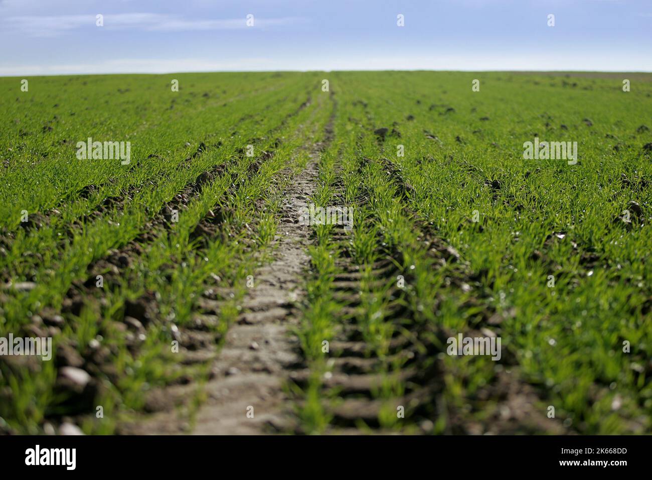 General view of green crop field Stock Photo - Alamy