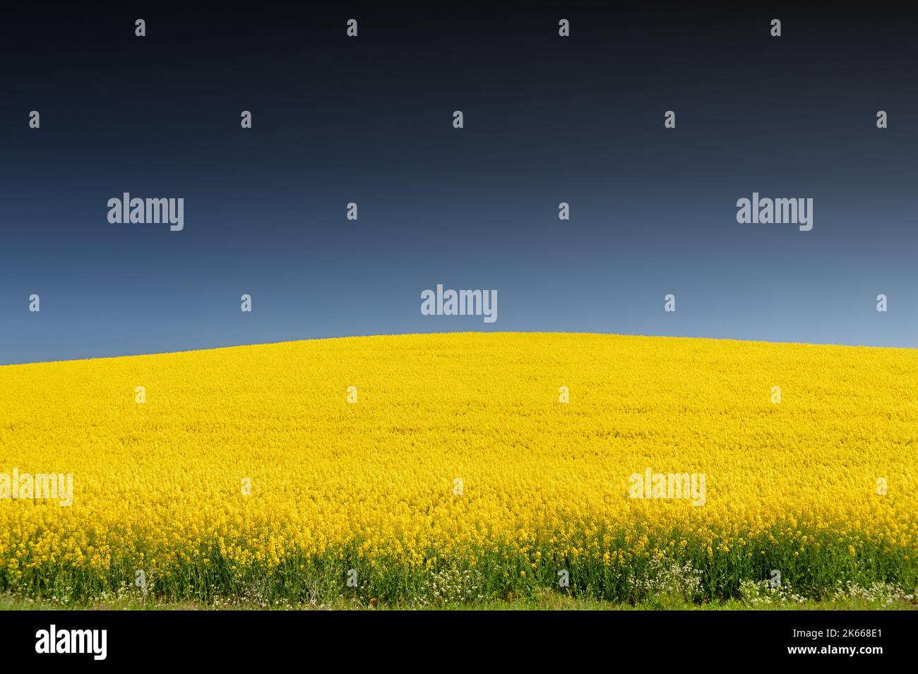 Hill cultivated with rapeseed with an intense yellow color and blue sky ...