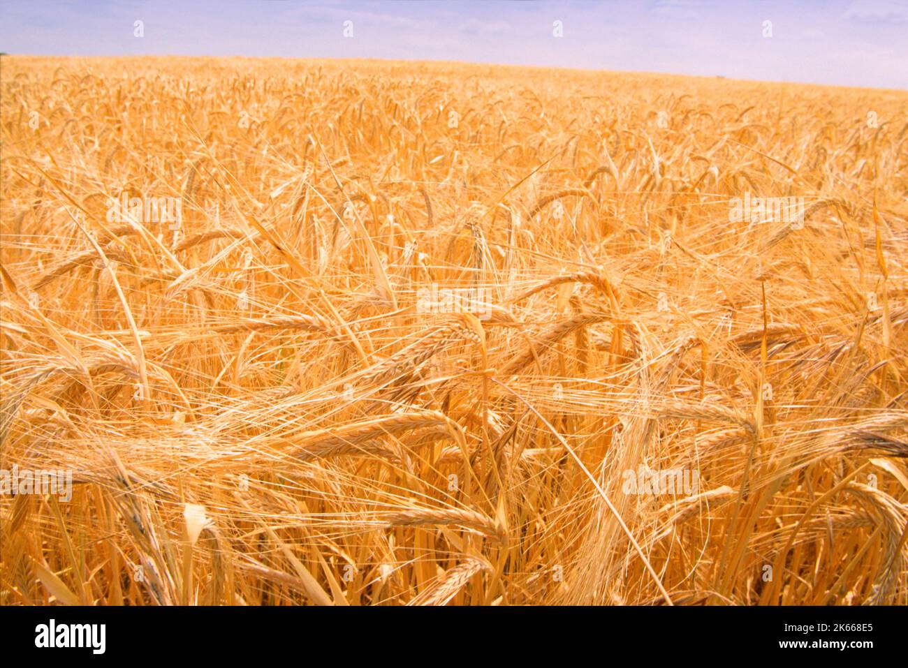 Wide view yellow field hi-res stock photography and images - Alamy