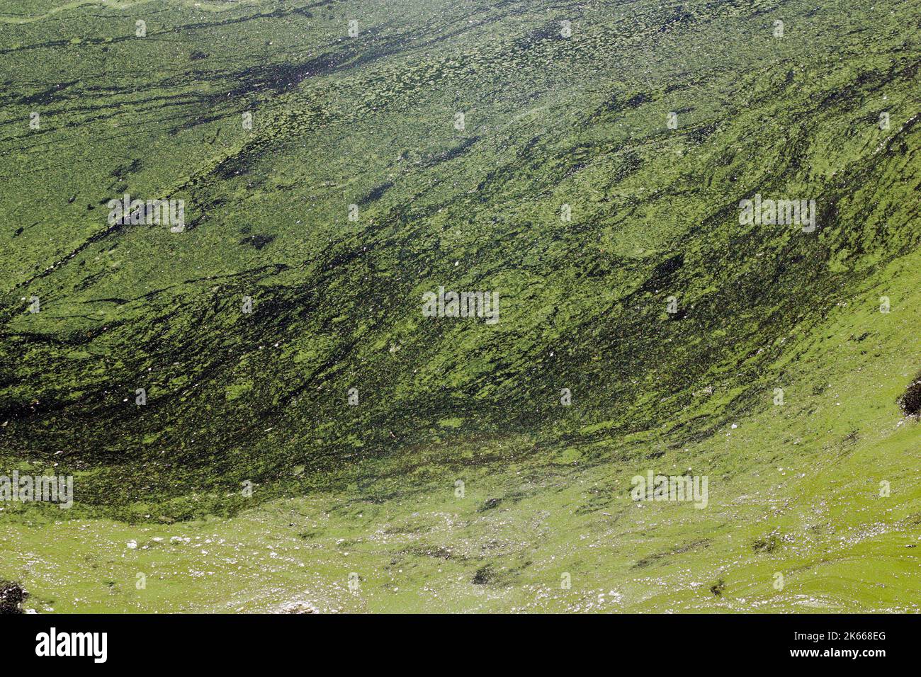 Algae on the surface of the water in a swamp Stock Photo - Alamy