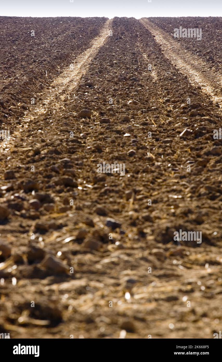 Wide view of dry crop field Stock Photo - Alamy