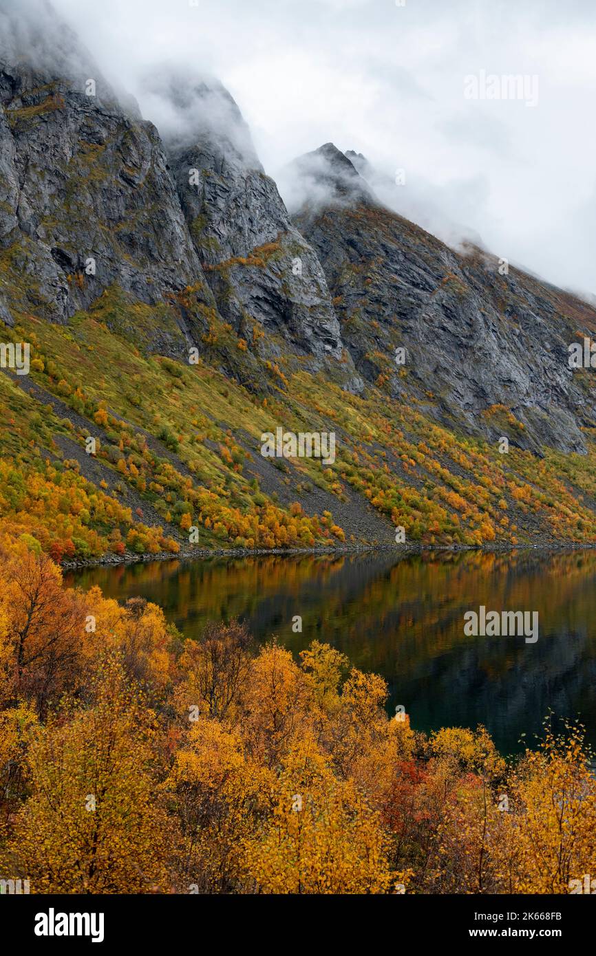 Silver birch (Betula pendula) reflected in lake, autumn season, Senja ...