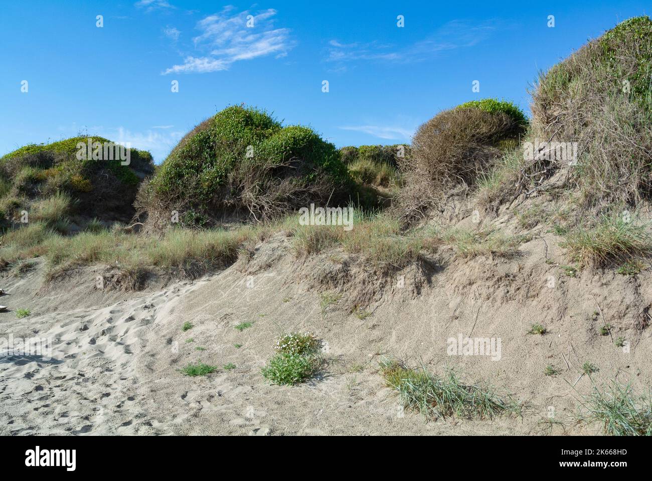 Rome, Lazio, Italy, 8th of June 2018: Capocotta area that is a part of ...