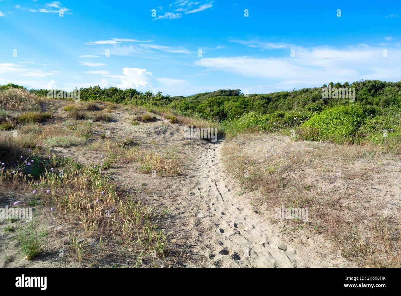 Rome, Lazio, Italy, 8th of June 2018: Capocotta area that is a part of ...