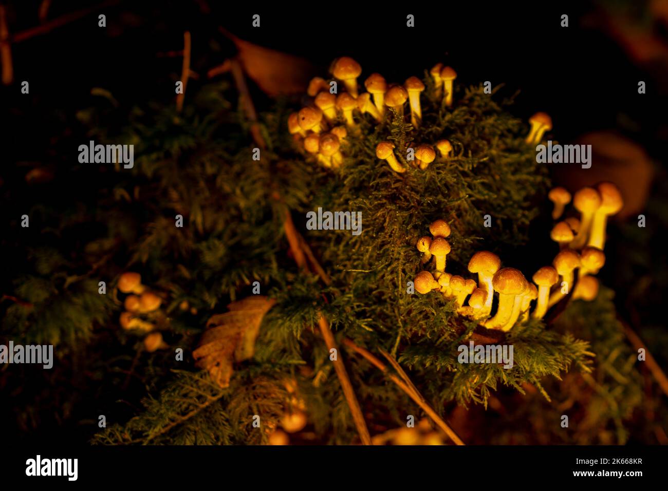 Champignons mushroom hi-res stock photography and images - Alamy