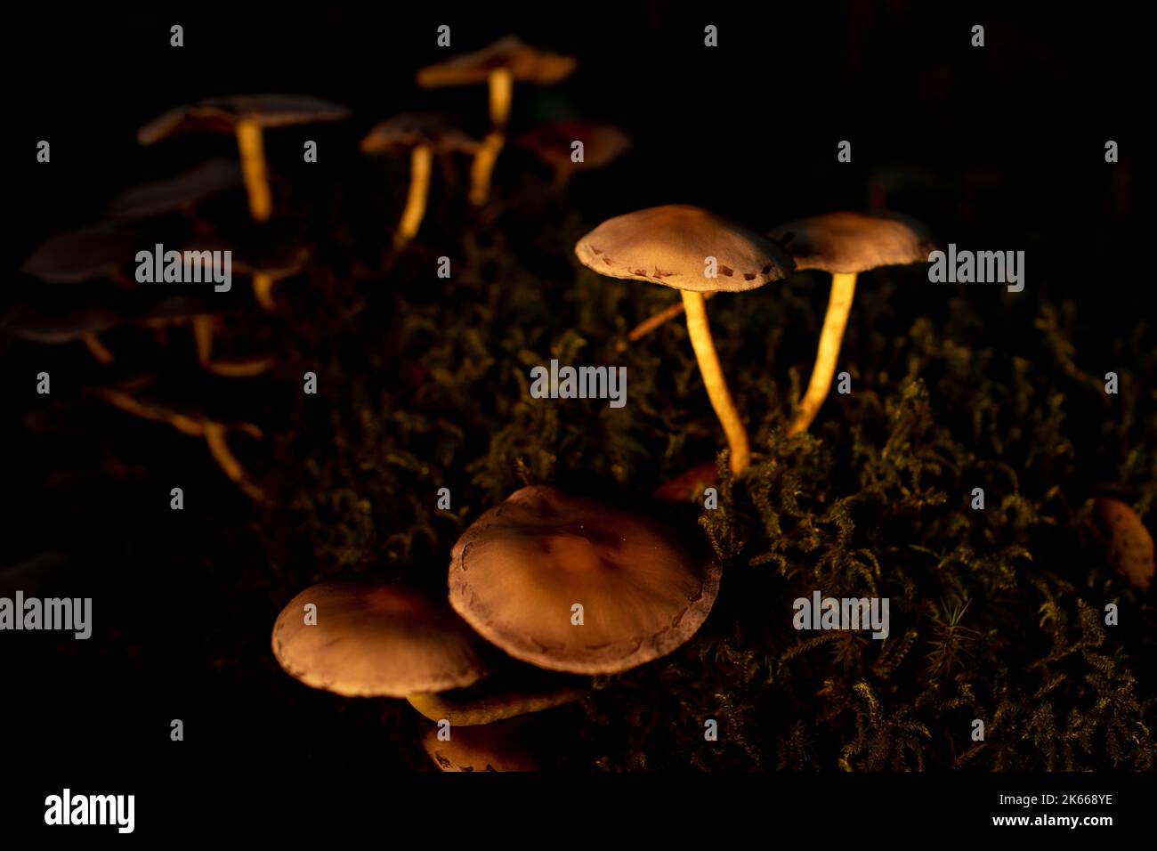 Champignon bois hi-res stock photography and images - Alamy