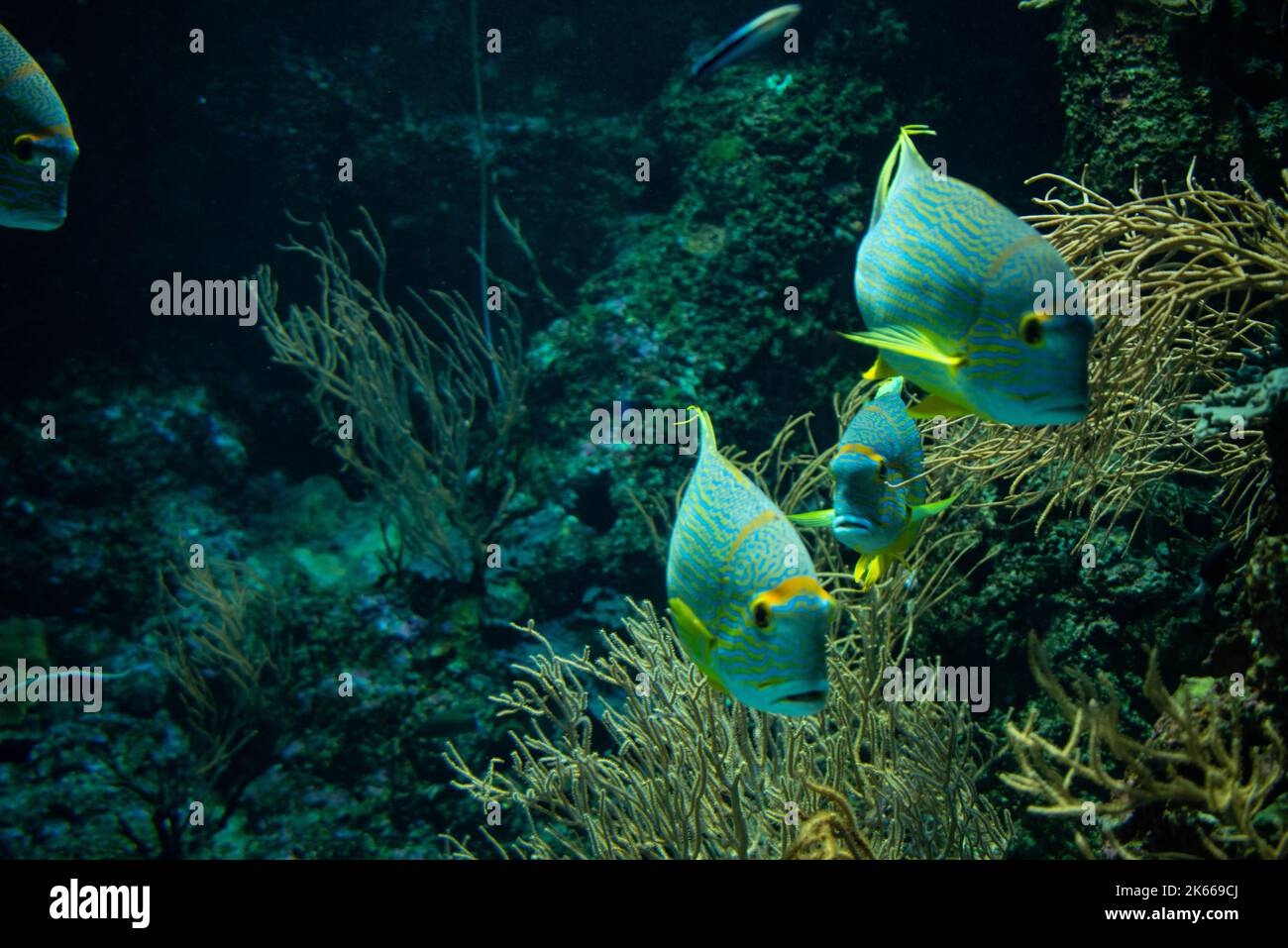 Coral reef fish are fish which live amongst or in close relation to ...