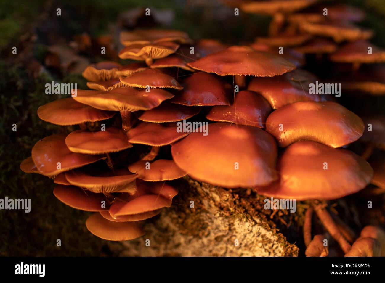 Champignons cèpes hi-res stock photography and images - Alamy