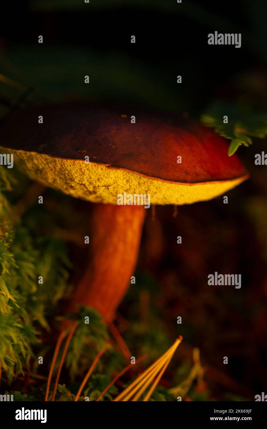 Champignons cèpes hi-res stock photography and images - Alamy