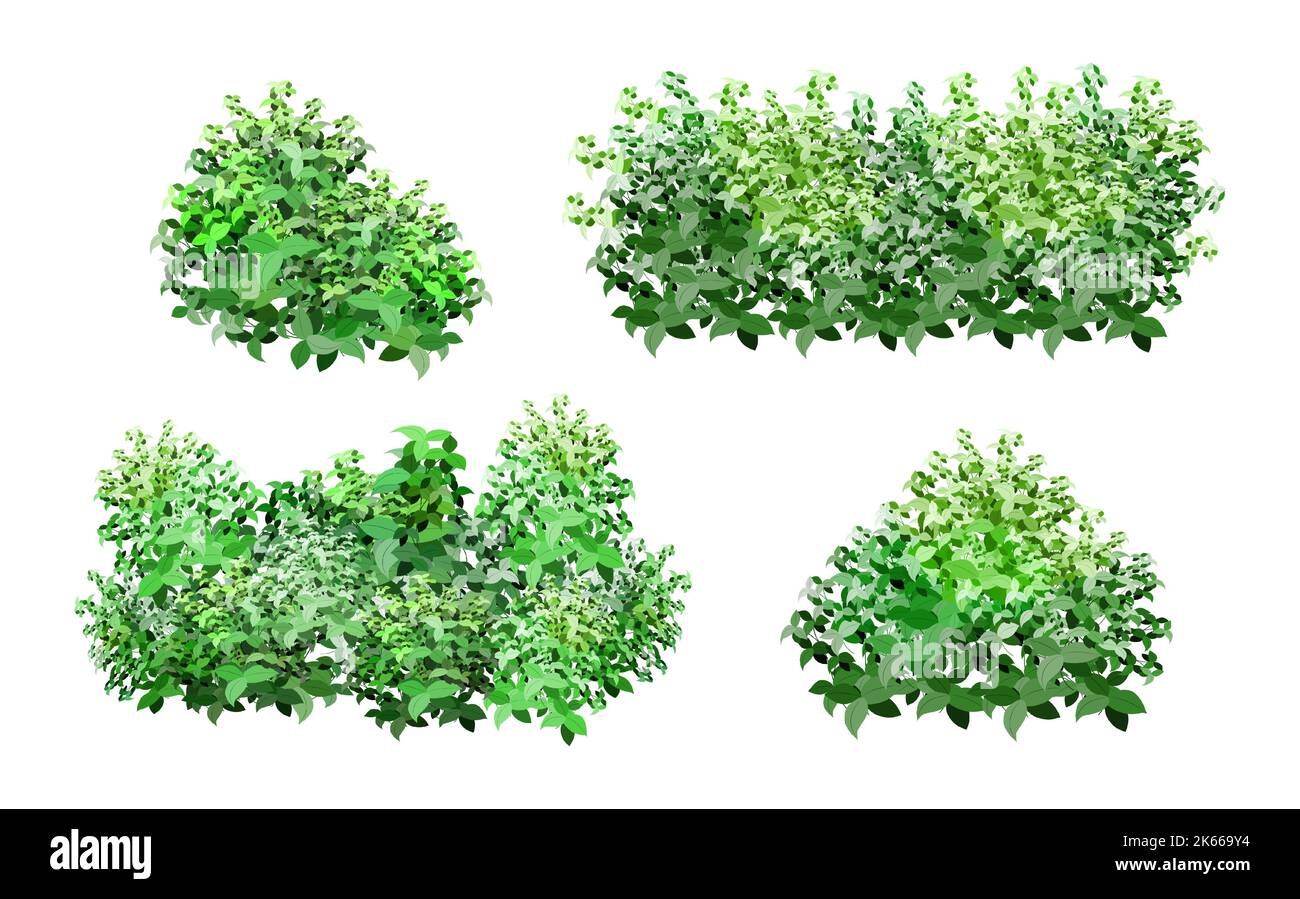 Realistic garden shrub, seasonal bush, boxwood, tree crown bush foliage ...