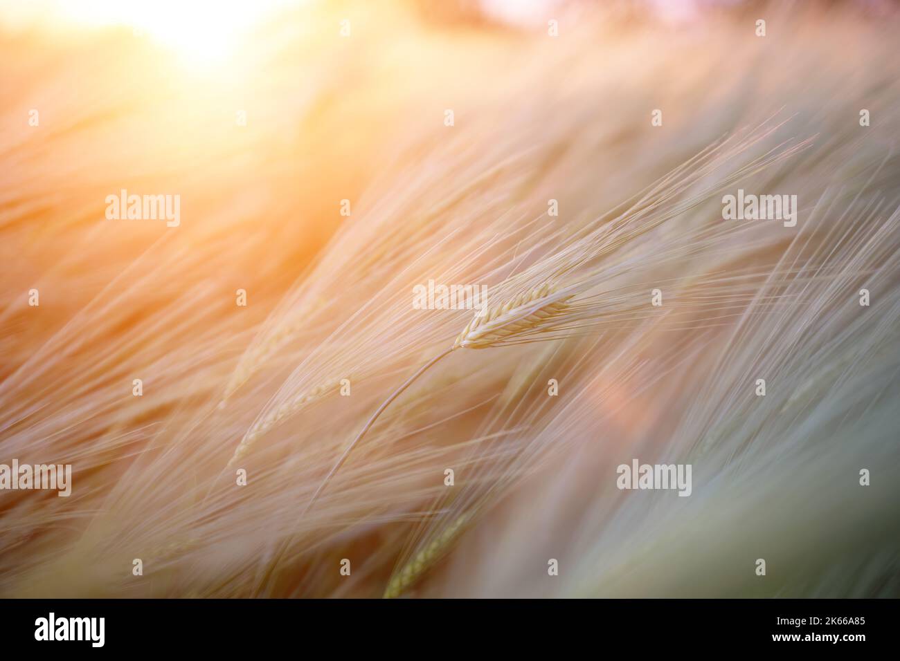 Abstract defocused green wheat field in countryside. Field of wheat ...