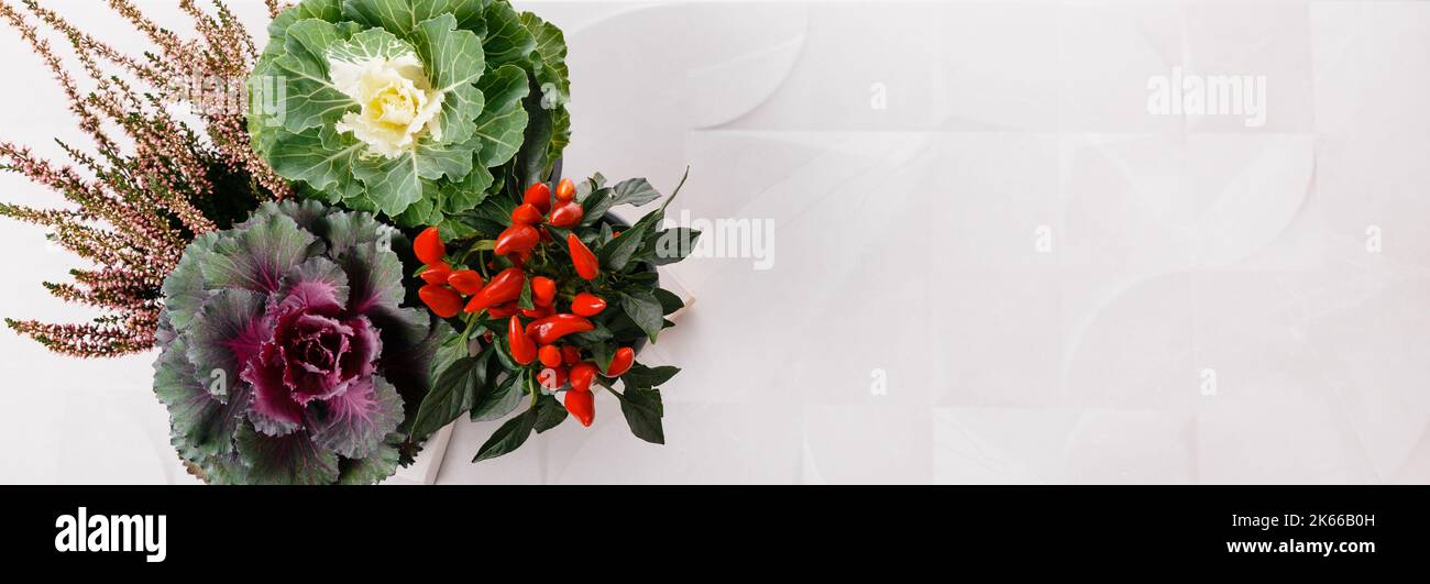 Autumn bottom border banner of ornamental cabbage, heather and ...