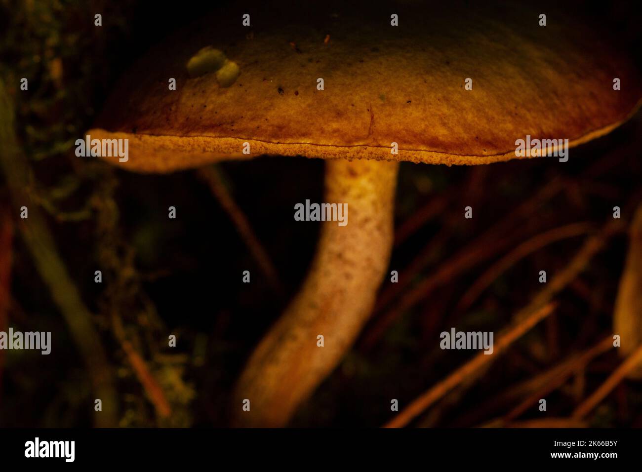 Brfotr winter hi-res stock photography and images - Alamy