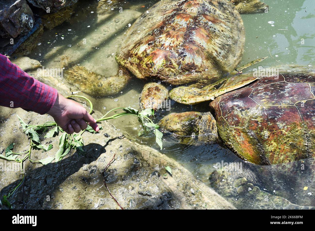 Person feeding the sea turtles with grass Stock Photo - Alamy