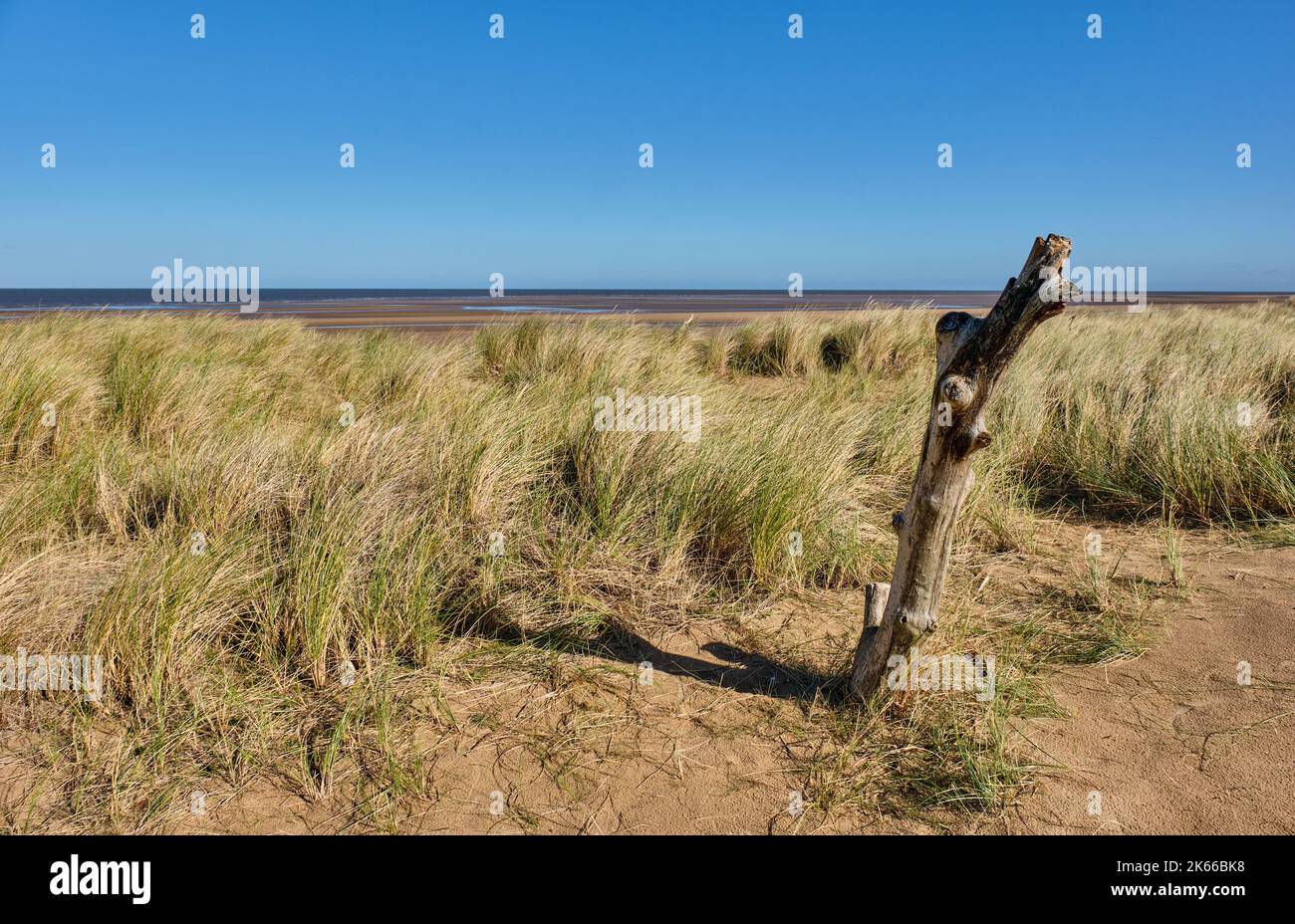 Tree trunk on Holme Dunes National Nature Reserve, Holme, Norfolk Stock ...