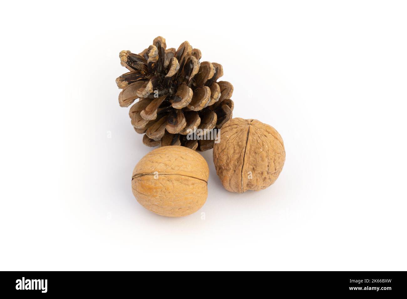 Hard pine cone hi-res stock photography and images - Alamy