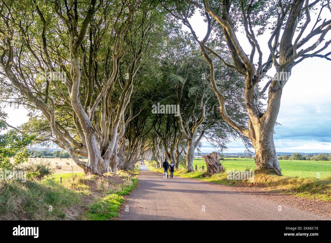 The Dark Hedges tree tunnel in Ballymoney, Northern Ireland, UK Stock ...