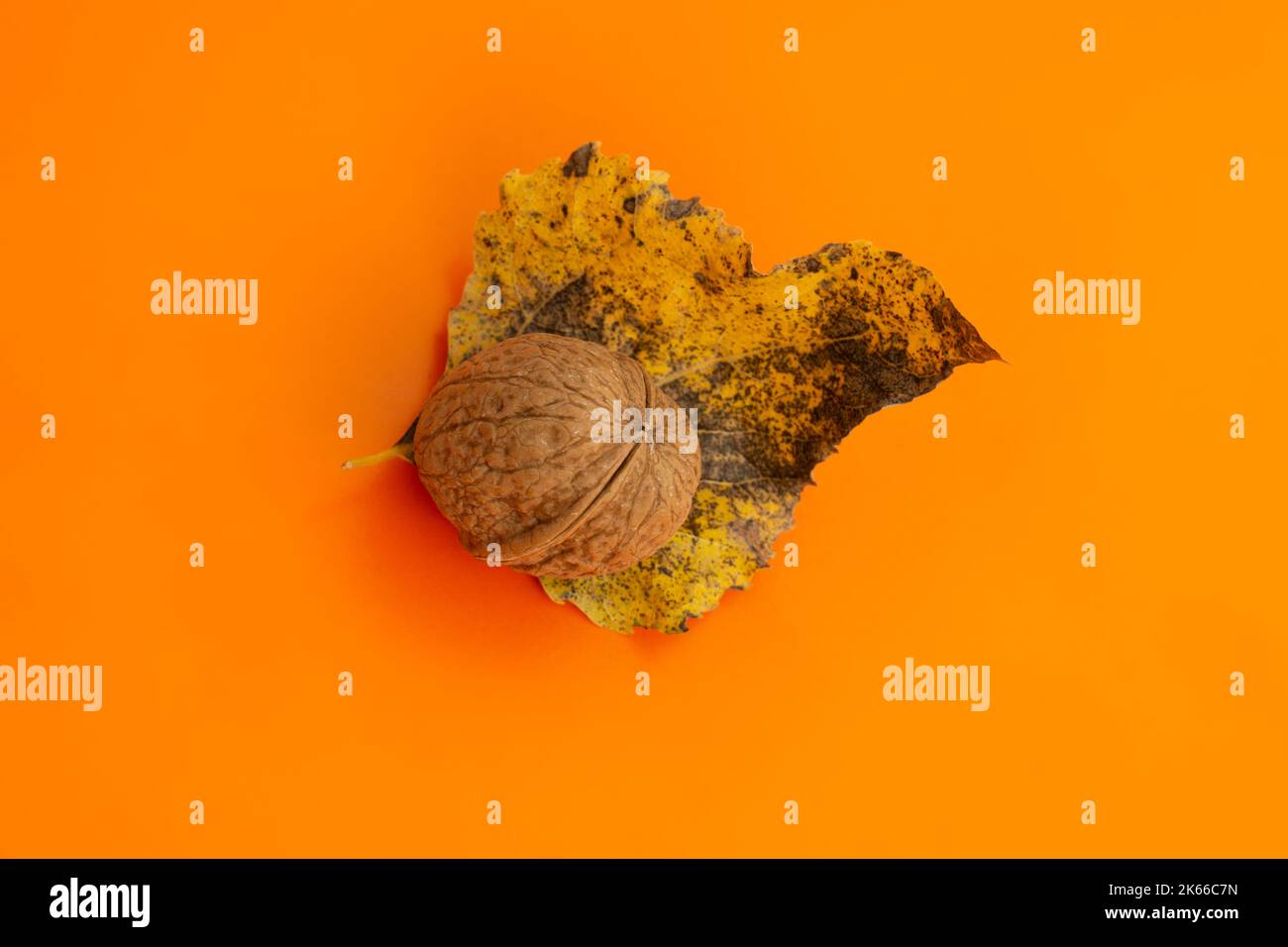 Walnut leave hi-res stock photography and images - Alamy