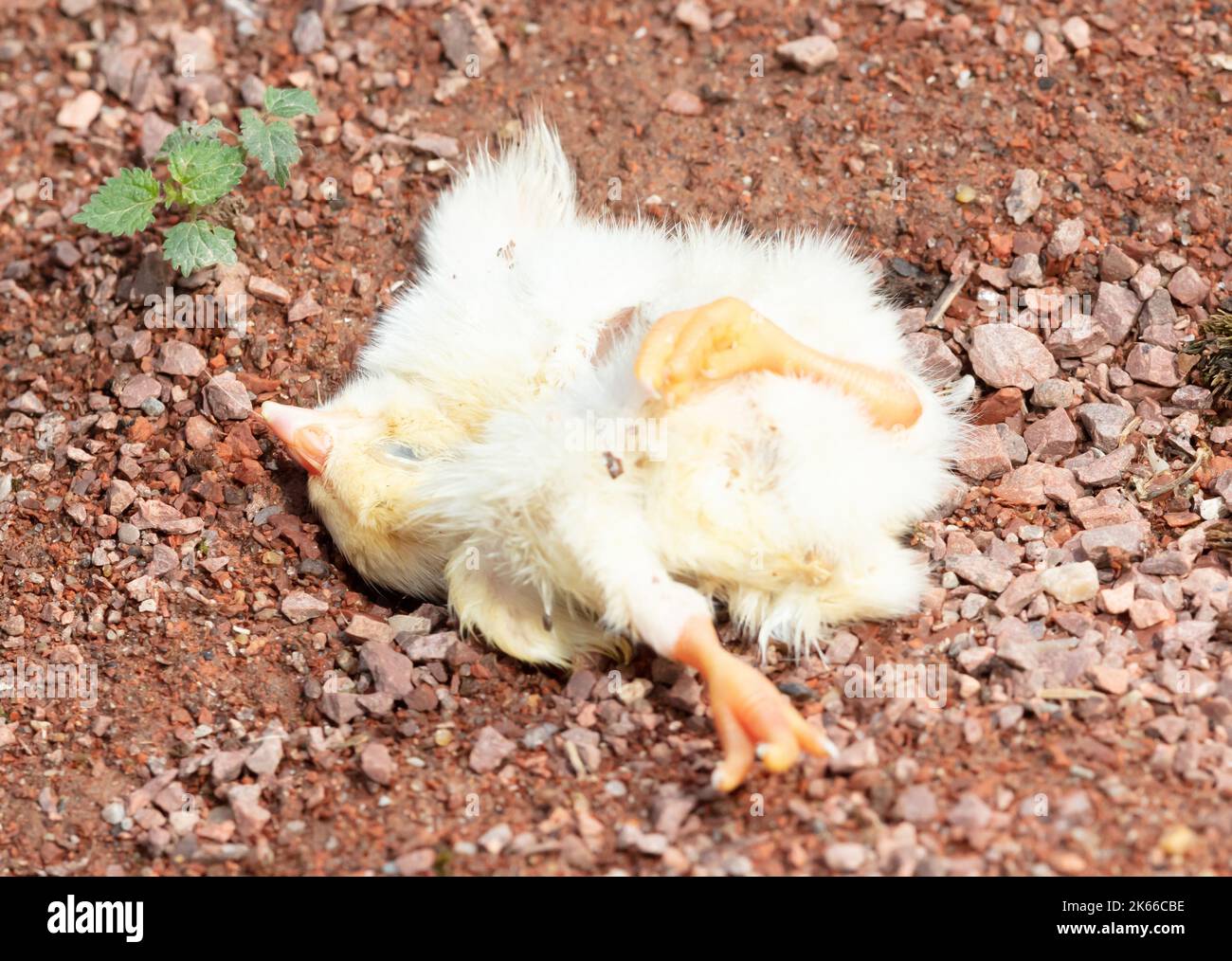 Dead chick ground hi-res stock photography and images - Alamy