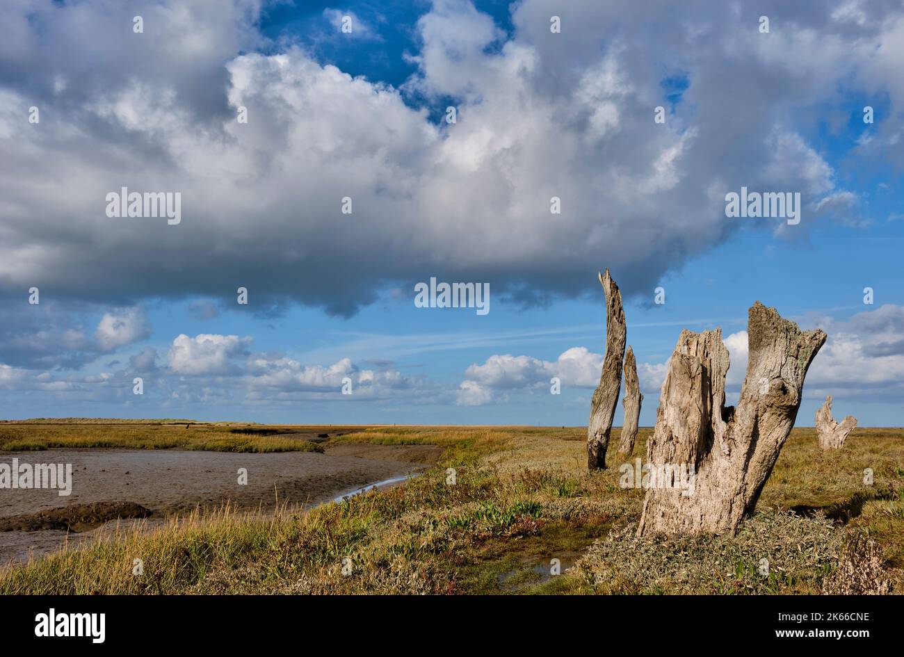 Tree stumps at Thonham, near Holme Dunes National Nature Reserve, Holme ...