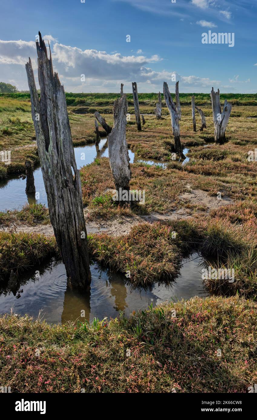 Tree stumps at Thonham, near Holme Dunes National Nature Reserve, Holme ...
