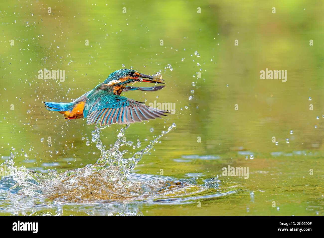 Kingfisher is flying hunting prey hi-res stock photography and images ...
