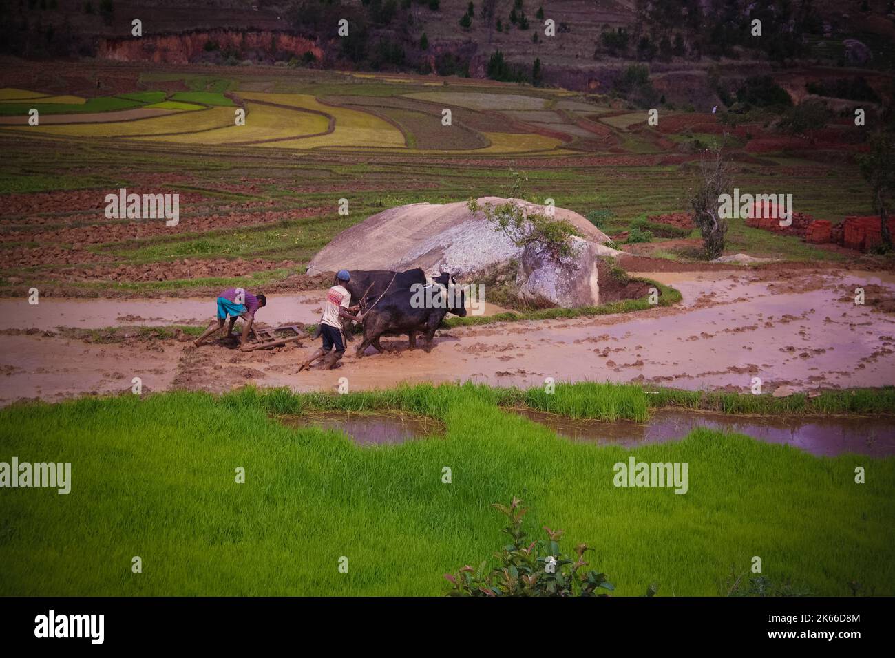 Landscape with the ploughing farmers at the rice fields and Onive river ...