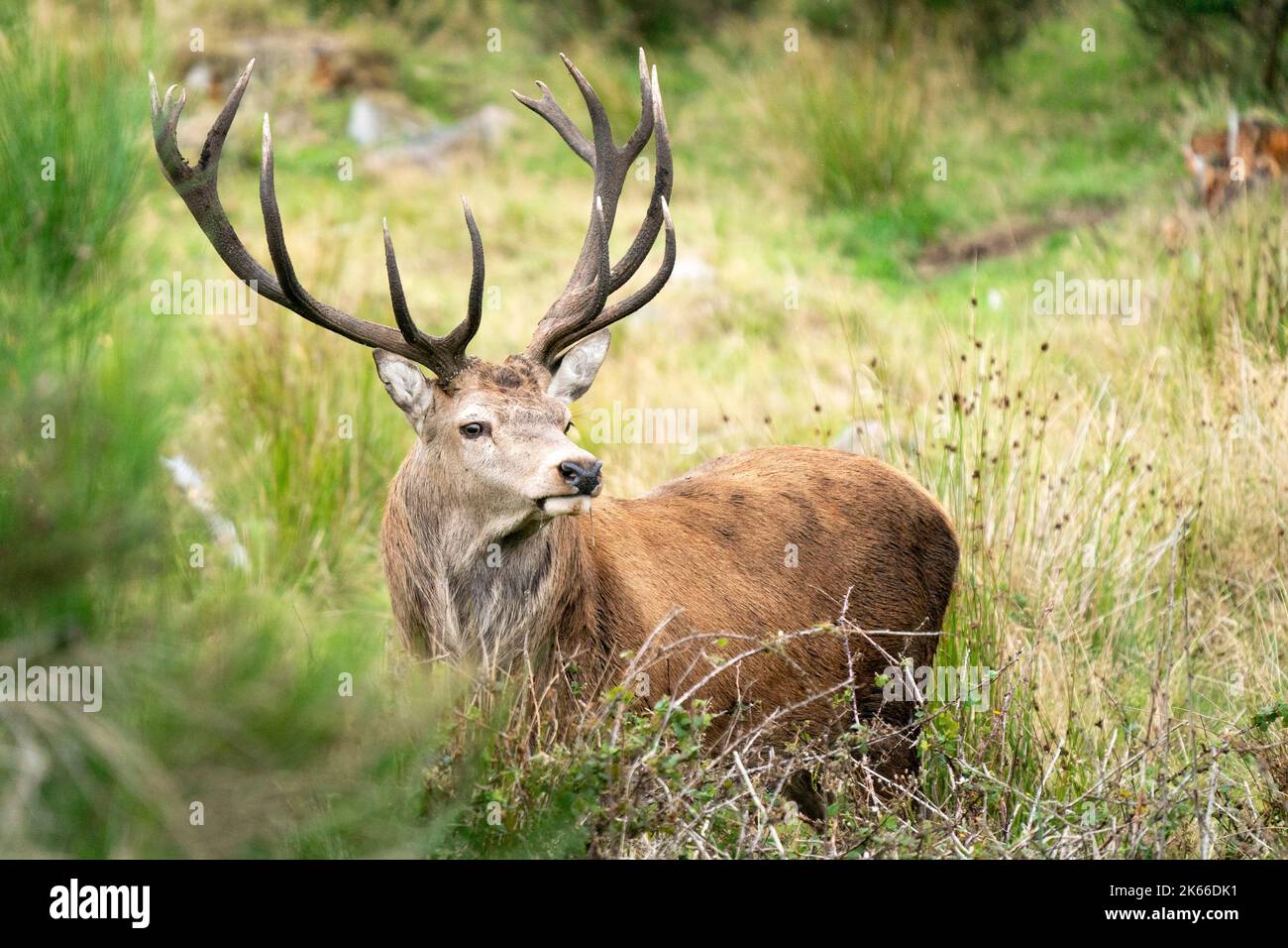 Close up red deer buck hi-res stock photography and images - Alamy