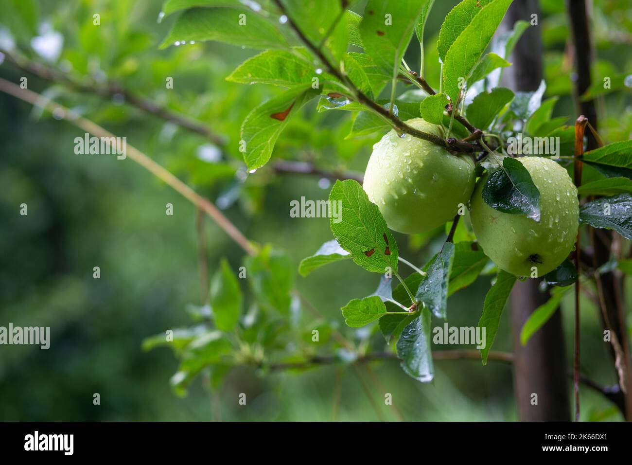 Nice green color hi-res stock photography and images - Alamy